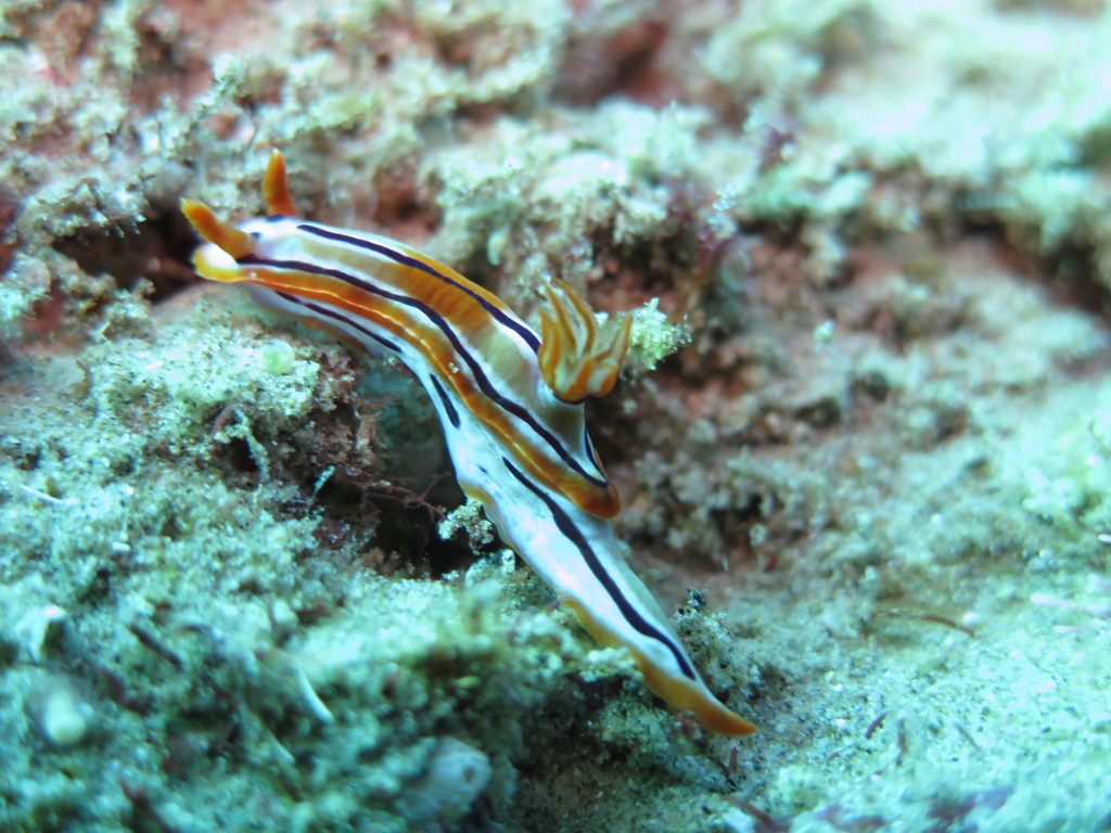Hypselodoris regina (Southern African Sea Slugs - Nudibranchs (and ...