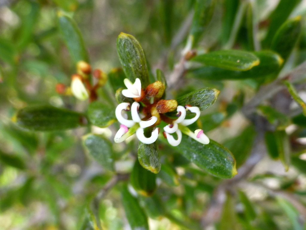alpine Grevillea (Grevillea australis) - Botanical Realm
