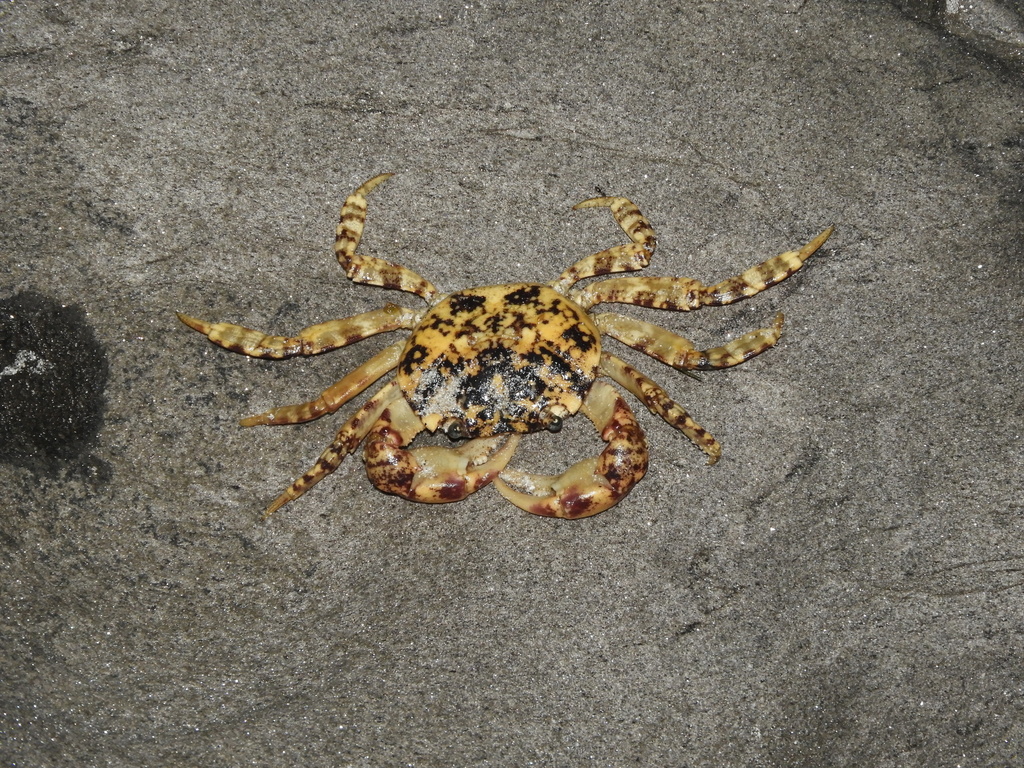 Burrowing Shore Crab from Antechamber Bay SA 5222, Australia on ...