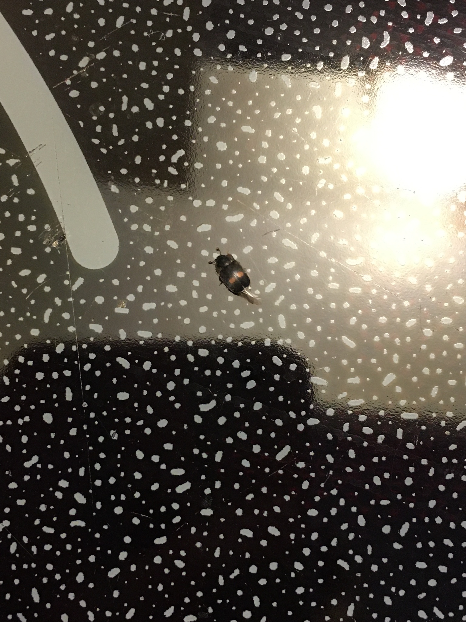 Nitidula bipunctata (Linnaeus, 1758)