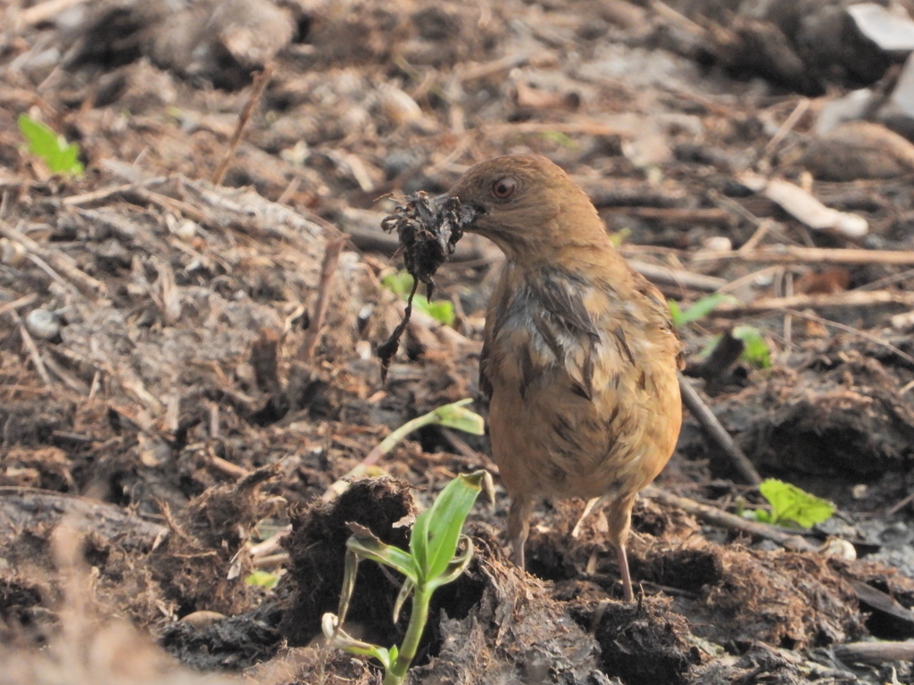 Clay-colored Thrush from Laguna Real, Veracruz, Ver., México on April ...