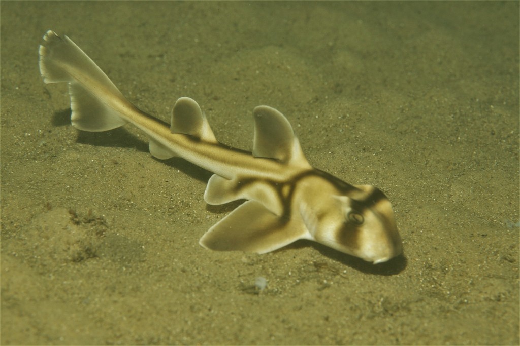 Port Jackson Shark (Fishes of Chowder Bay, Sydney, Australia) · iNaturalist