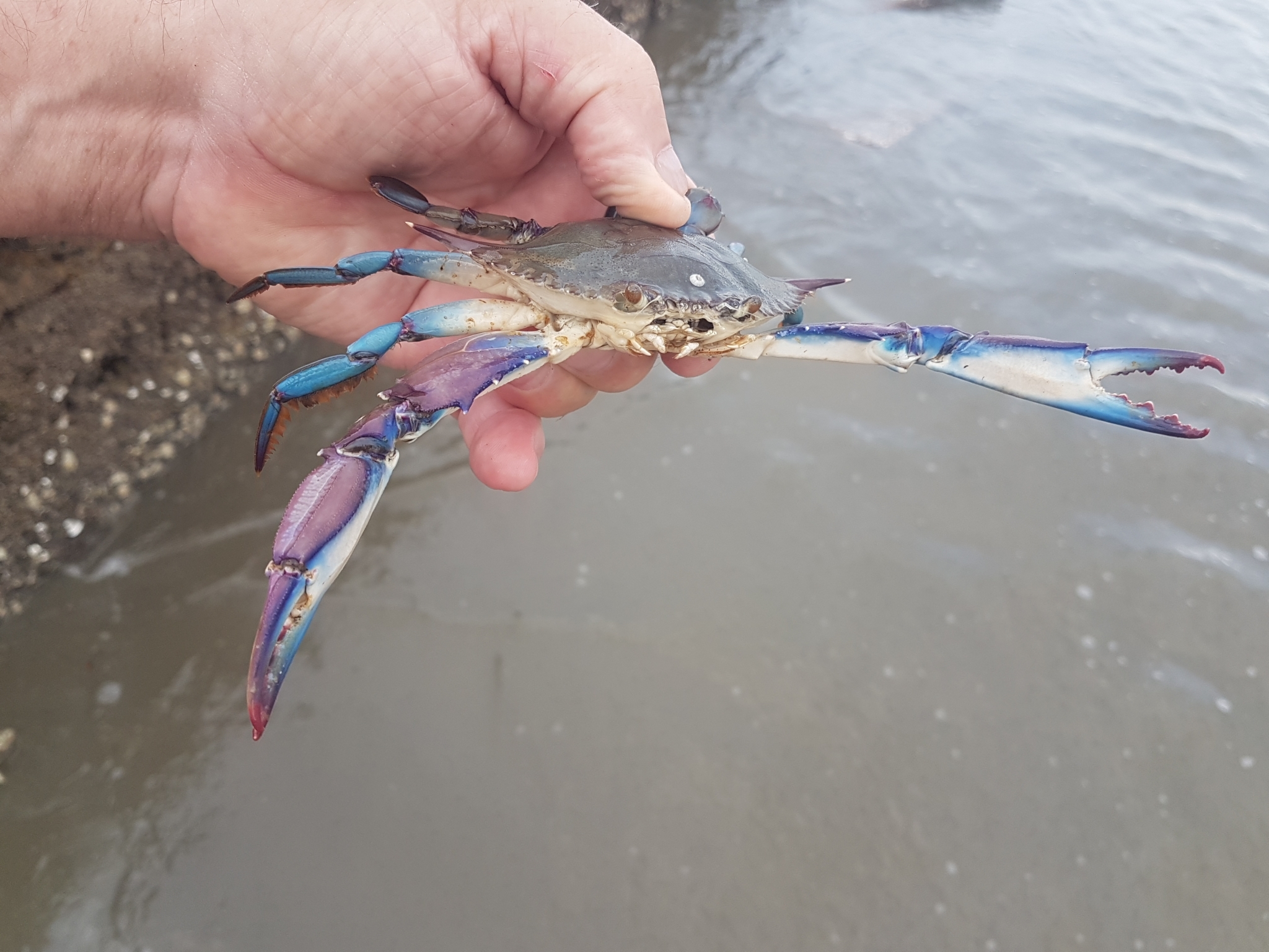 Callinectes danae Smith, 1869