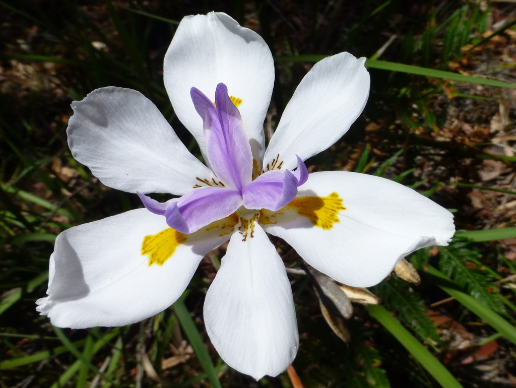 Fortnight Lilies (Dietes) - Botanical Realm
