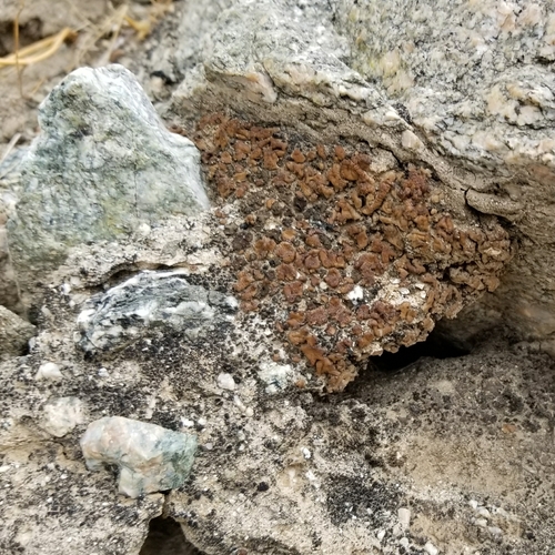 Acarospora oreophila · iNaturalist Ecuador