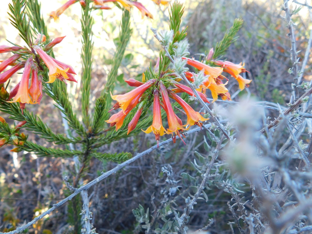 Golden Heath from Durbanville Nature Reserve on April 30, 2021 at 09:30 ...