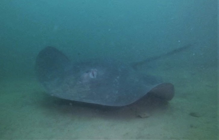 Short-tail Stingray (Fishes of Chowder Bay, Sydney, Australia ...