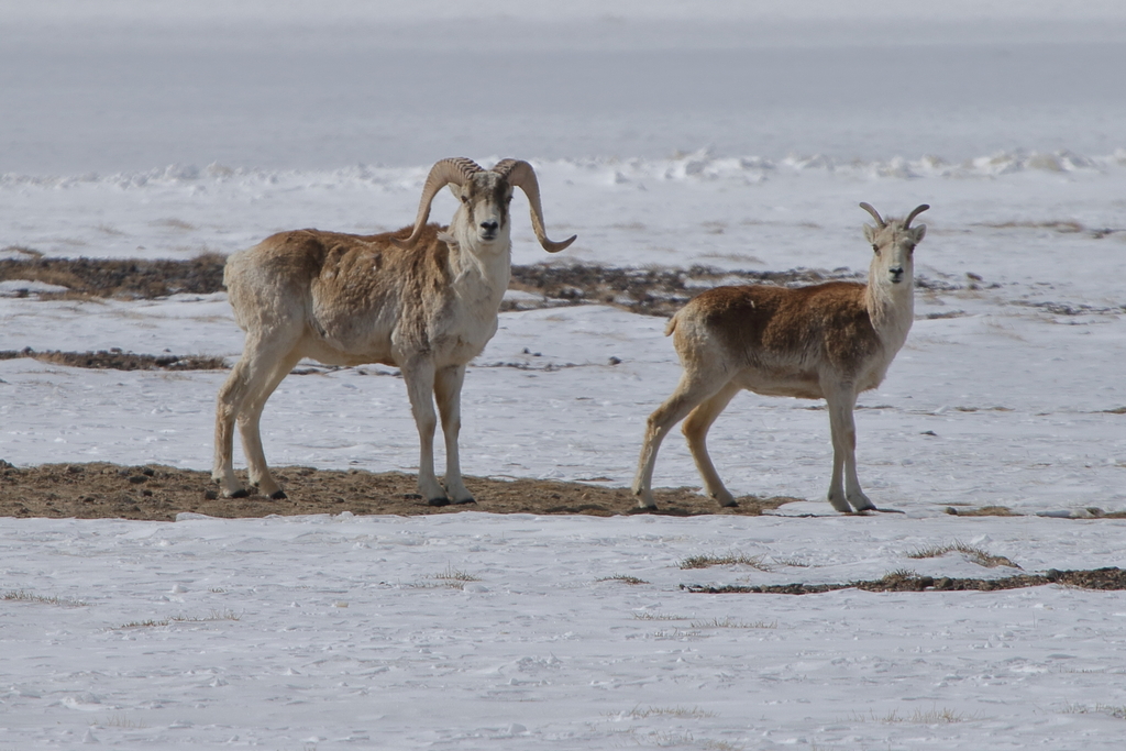 Marco Polo Sheep (Ovis ammon polii) - Know Your Mammals