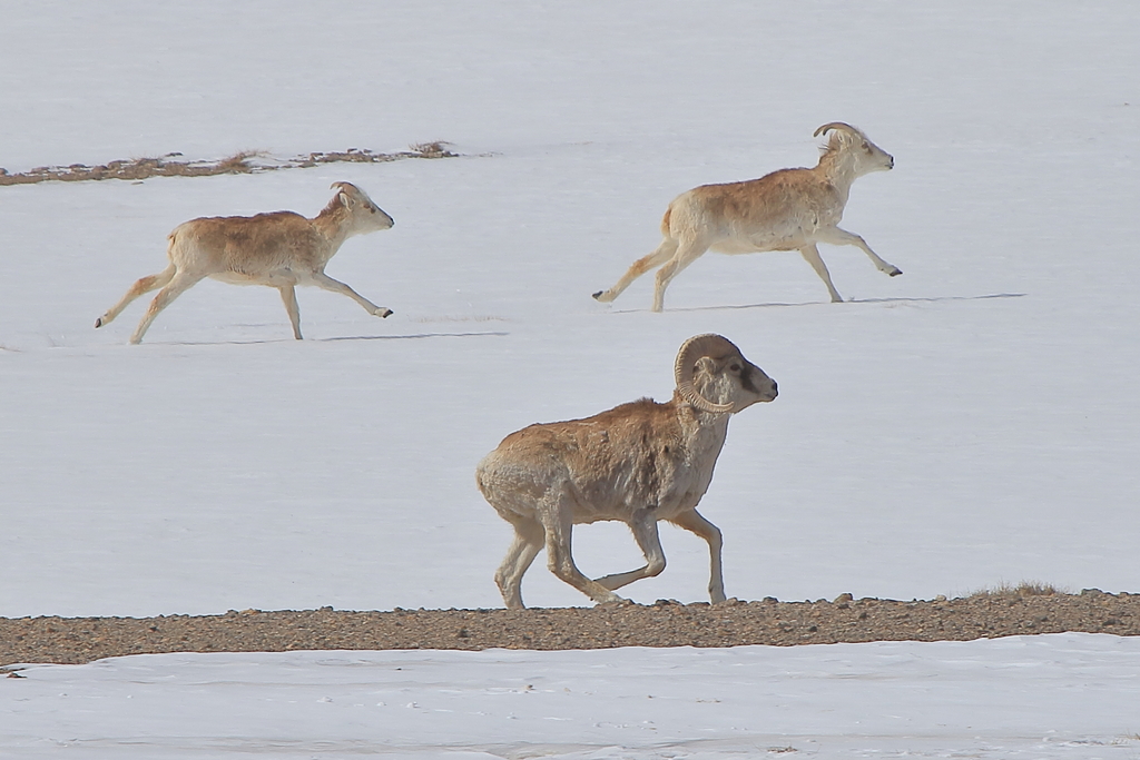 Marco Polo Sheep (Ovis ammon polii) - Know Your Mammals
