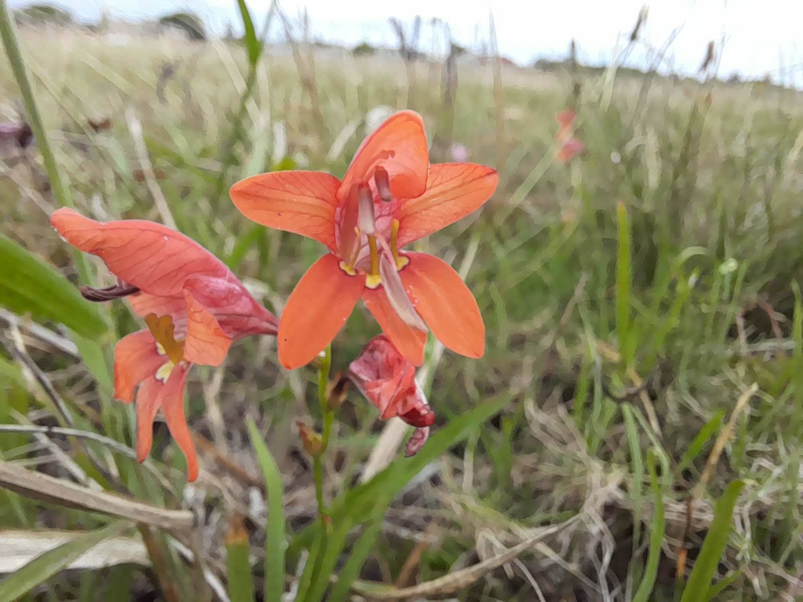 Tritonia laxifolia (Klatt) Benth. & Hook.f. ex Baker