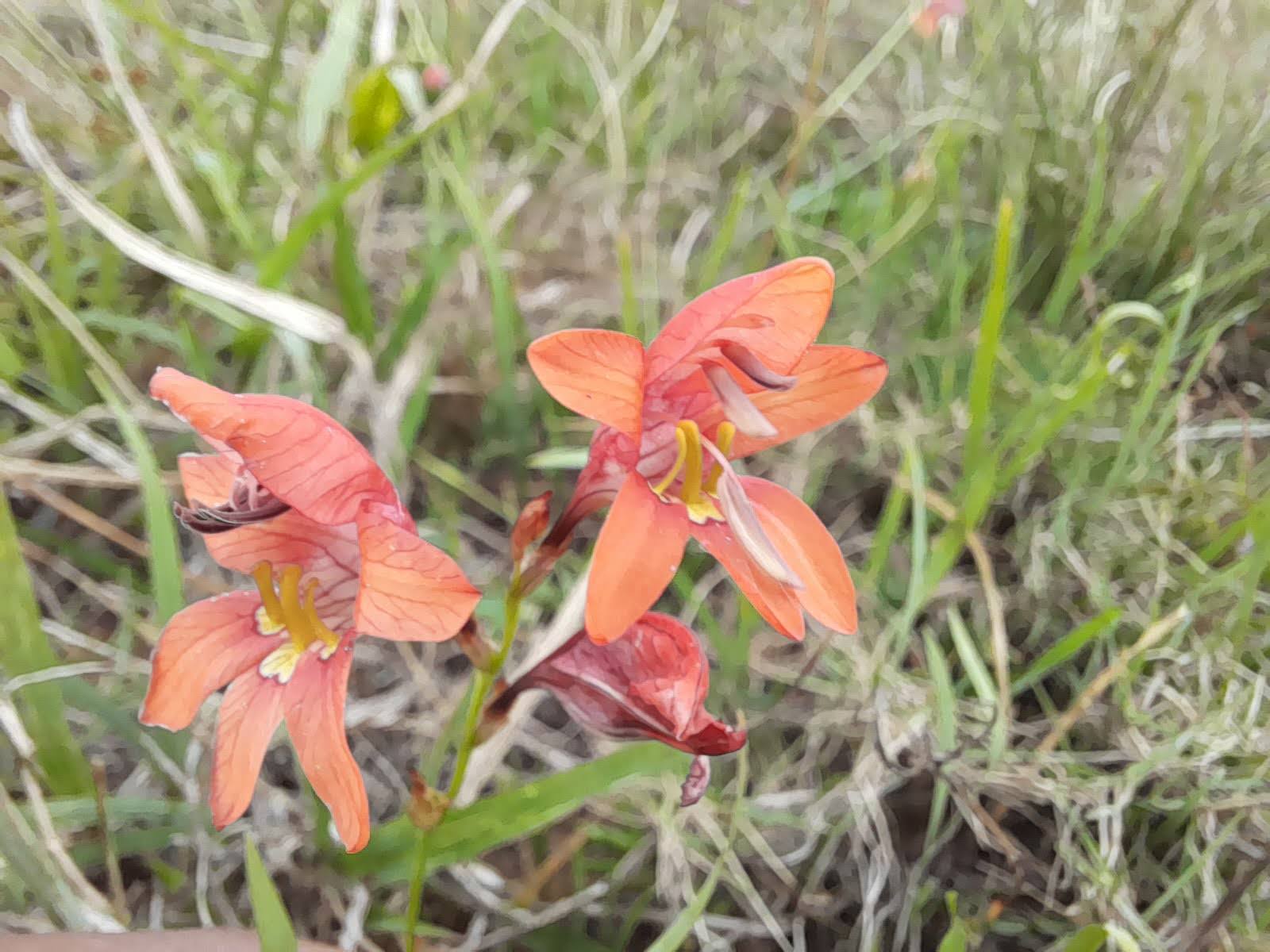 Tritonia laxifolia (Klatt) Benth. & Hook.f. ex Baker