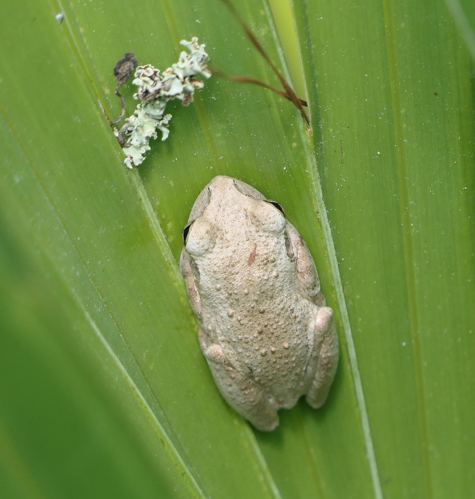 Cuban Tree Frog from Spring Hammock Preserve, Seminole County, FL on ...