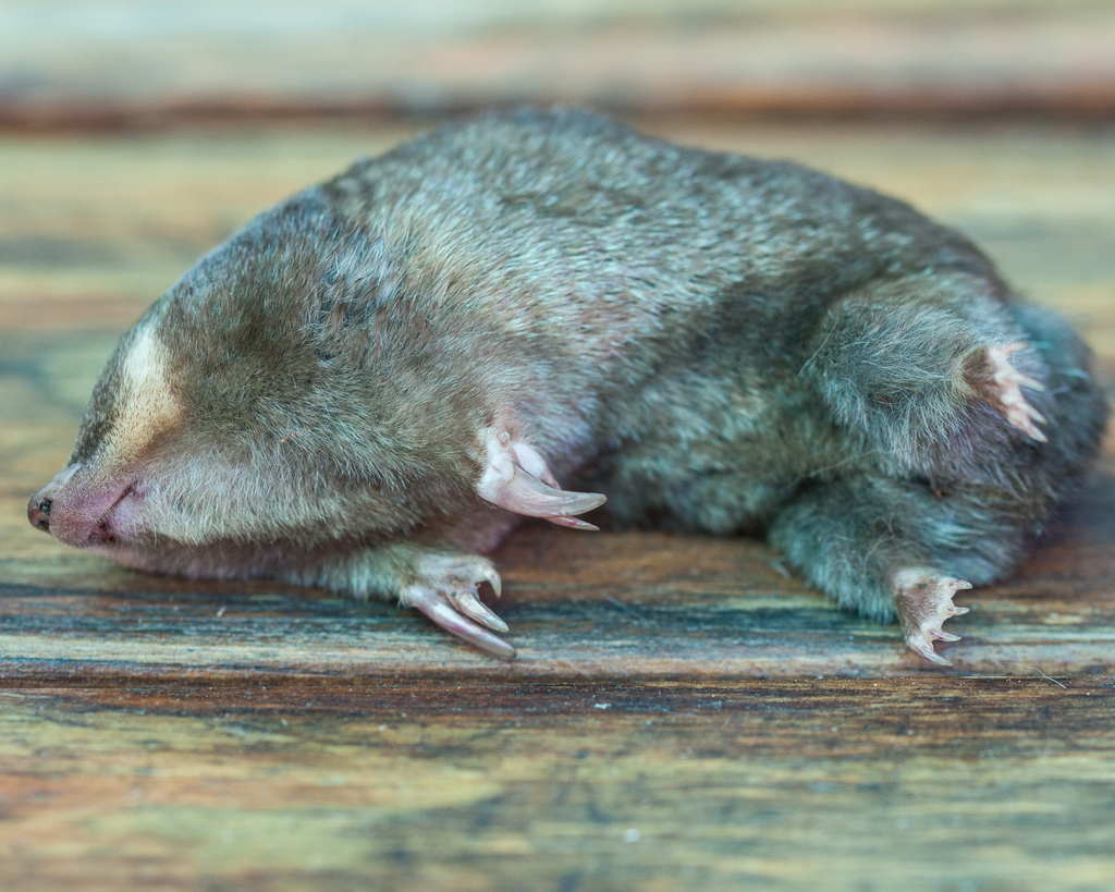 Cape Golden Mole (Chrysochloris asiatica) - Know Your Mammals