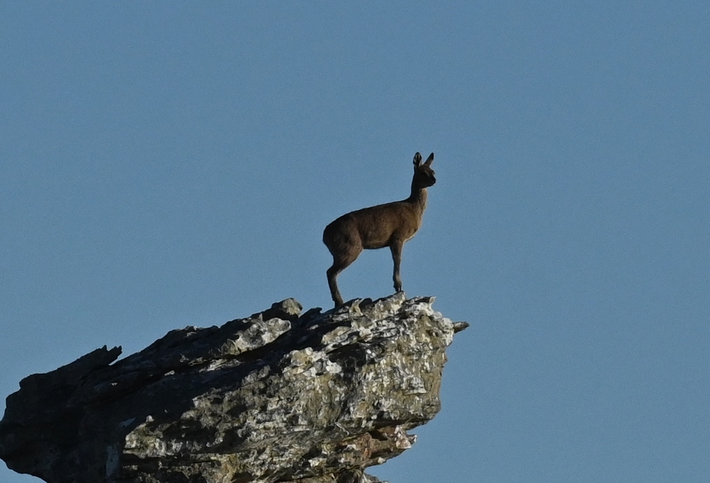 Cape Klipspringer from Table Mountain National Park, ZA-WC-CT, ZA-WC ...