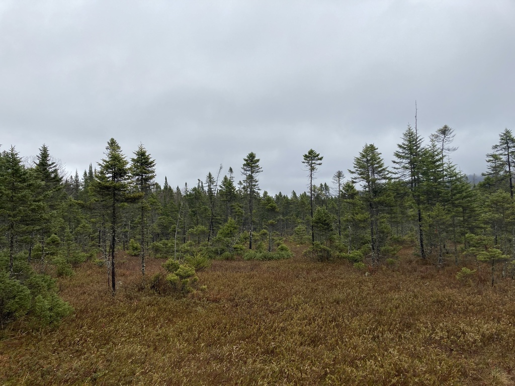 black spruce from Bog Rd, Belvidere Center, VT, US on April 30, 2021 at ...