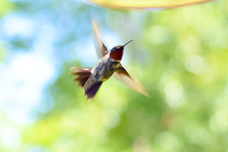 Ruby-throated Hummingbird from Skiera Rd, Indian River, MI, US on ...