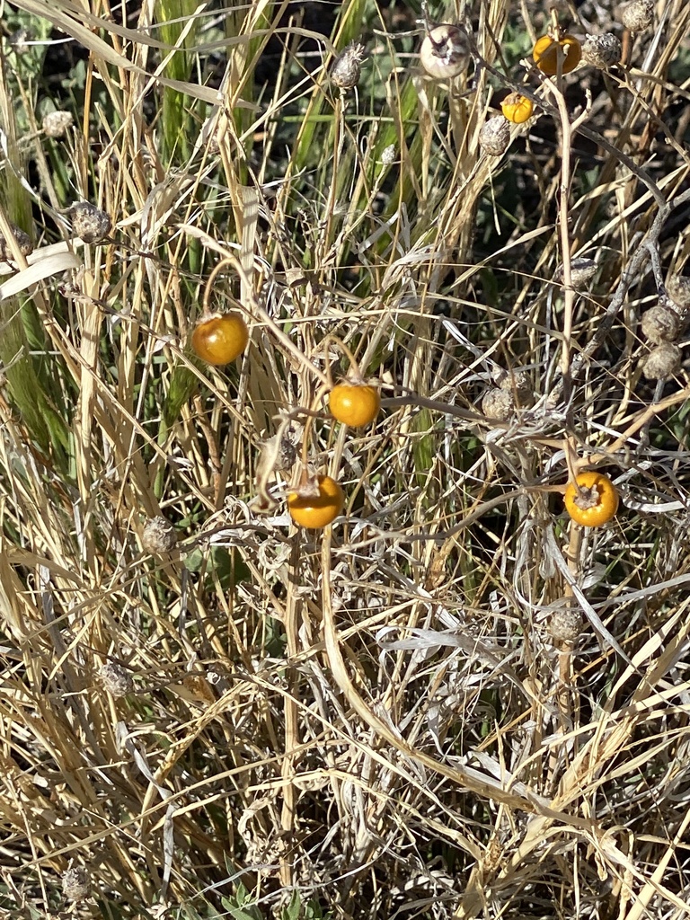 silverleaf nightshade from Rio Grande Valley State Park, Los Ranchos de ...