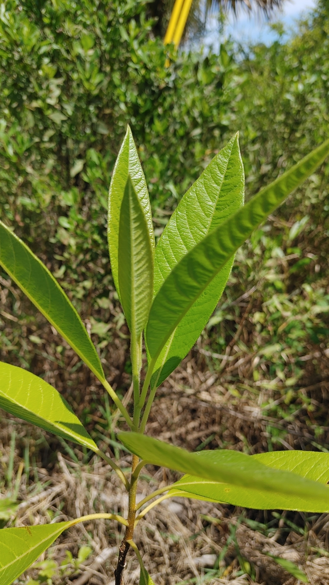 Leitneria floridana Chapm.