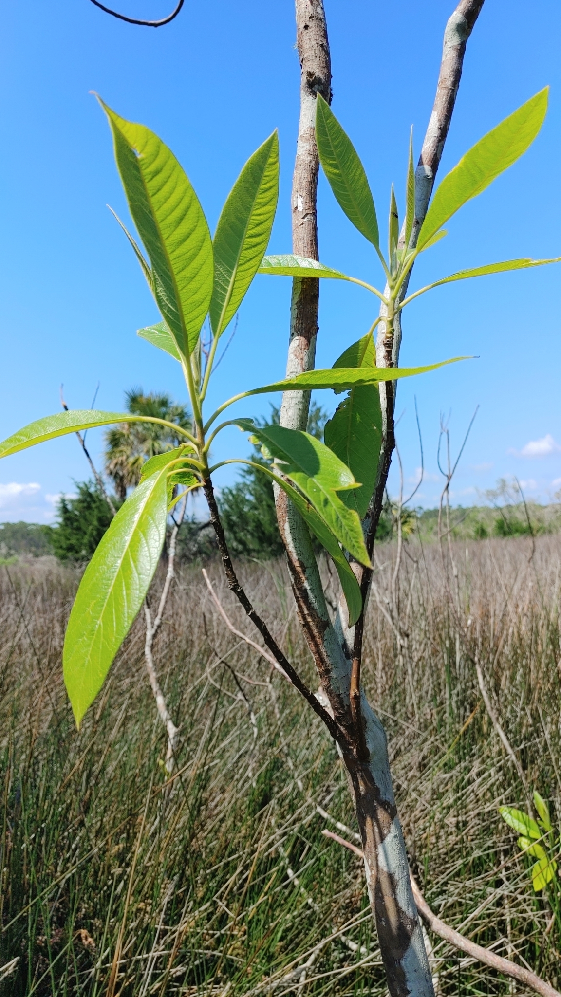 Leitneria floridana Chapm.