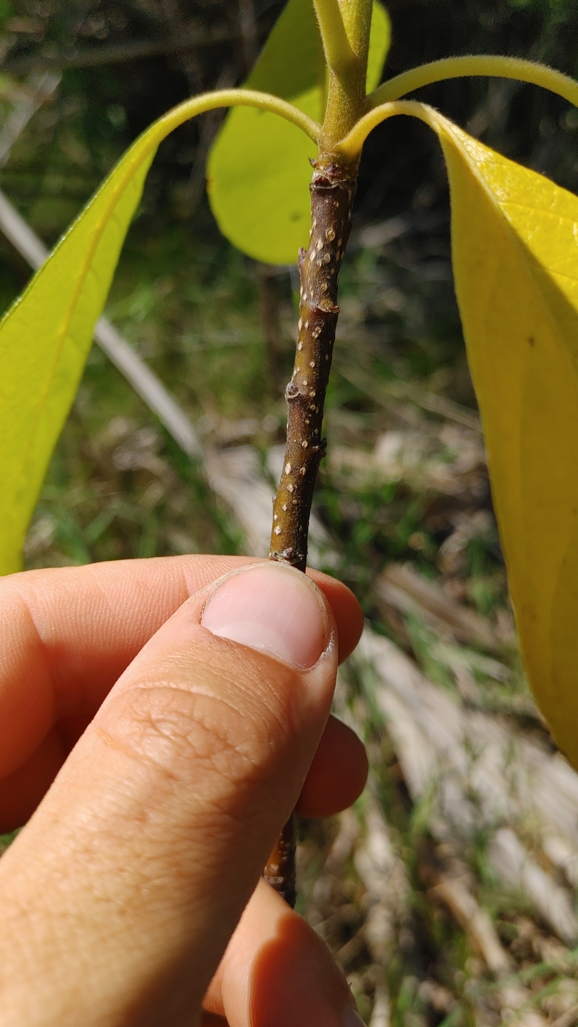 Leitneria floridana Chapm.
