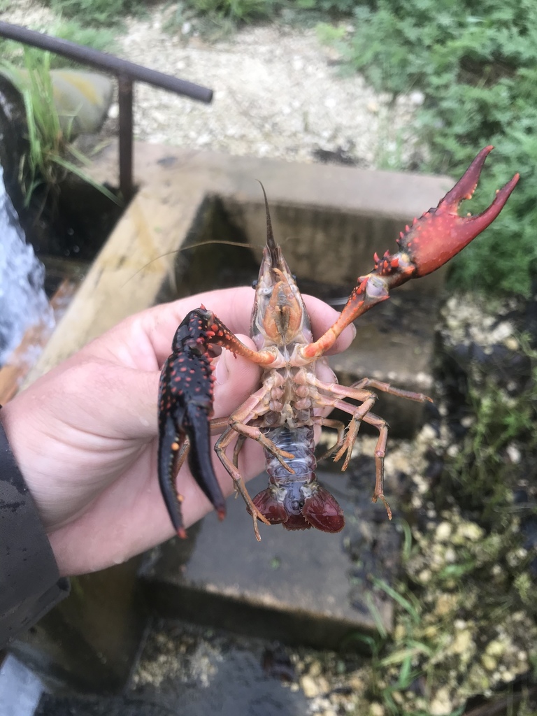Red Swamp Crayfish from Research Ln W, Mountain Home, TX, US on April ...