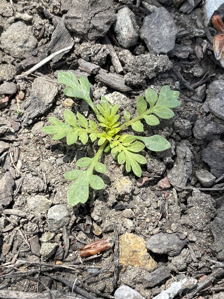 common soliva in April 2021 by julinavuong · iNaturalist