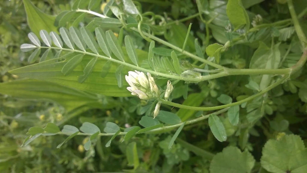 Astragalus hamosus (Flora de Valdelatas) · iNaturalist