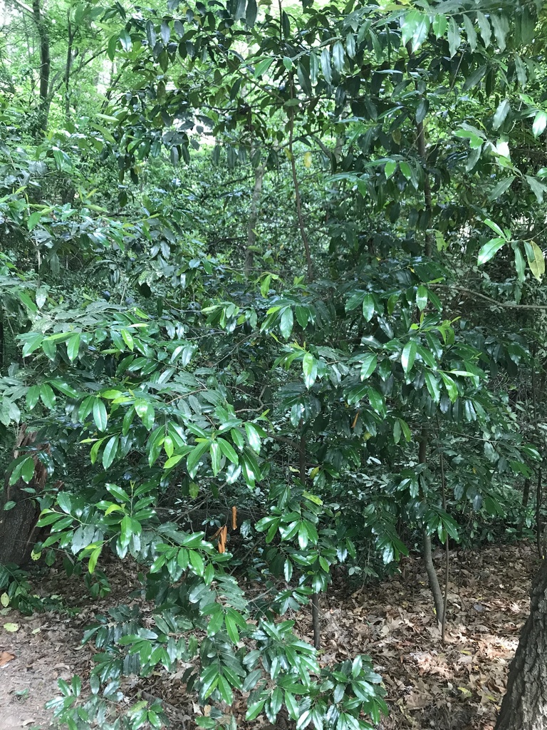 Cherry laurel from W Sussex Rd NE, Atlanta, GA, US on April 30, 2021 at ...