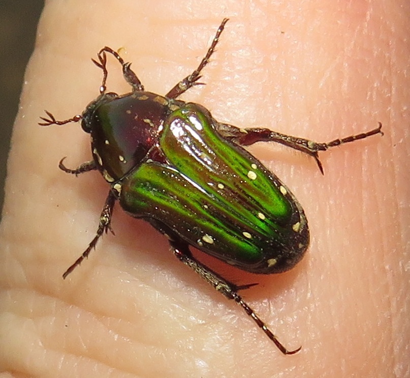 Coppercollar Small Fruit Chafer (Cetoniinae of Africa) · iNaturalist