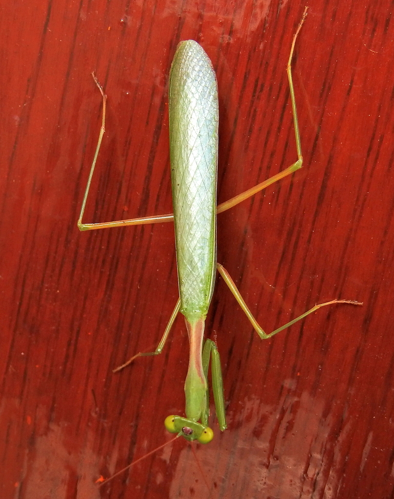 South African Mantis from Bergville on April 30, 2021 at 01:57 PM by ...