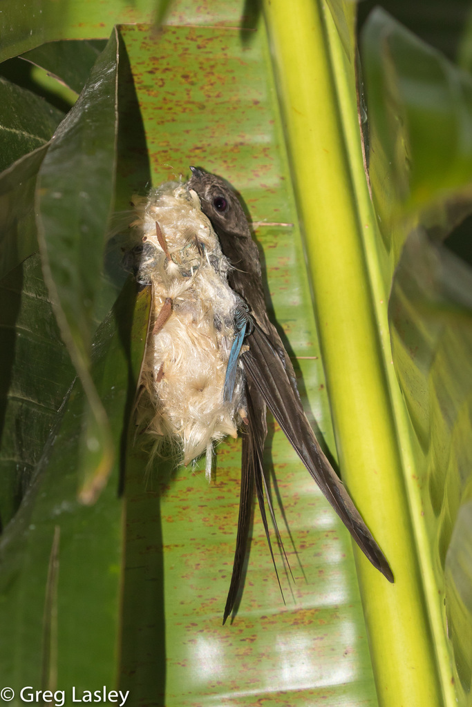 African Palm Swift (Cypsiurus parvus) - Avian Discovery