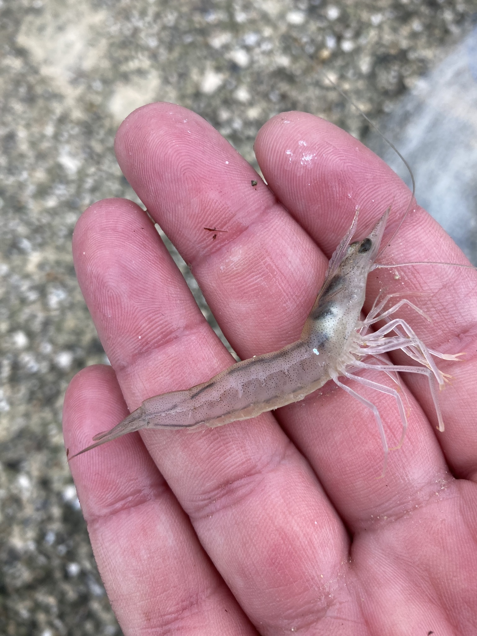 Penaeus setiferus (Linnaeus, 1767)