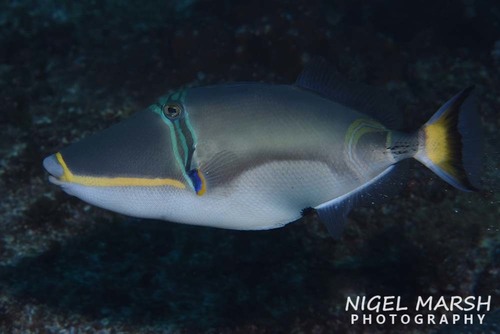 Halfmoon Triggerfish (Rhinecanthus lunula) · iNaturalist