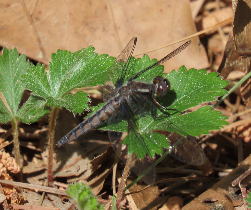 Blue Corporal from Chesterfield County, VA, USA on April 30, 2021 at 09 ...