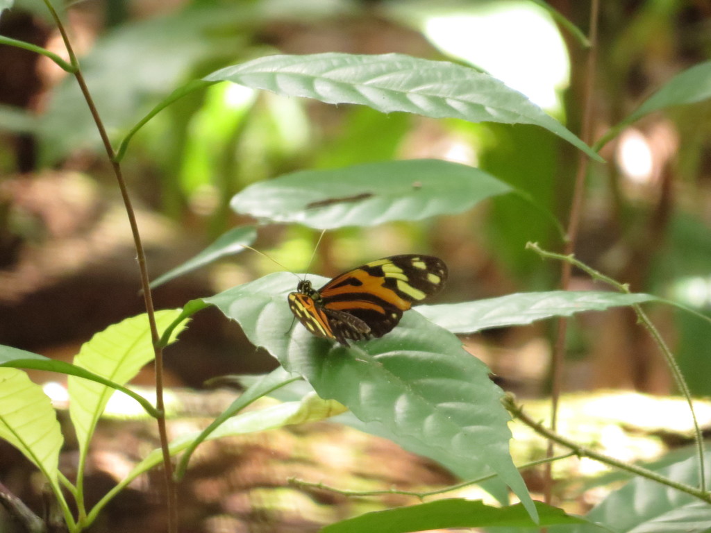 Numata longwing from Guyana on January 20, 2016 at 09:00 AM by Paul ...