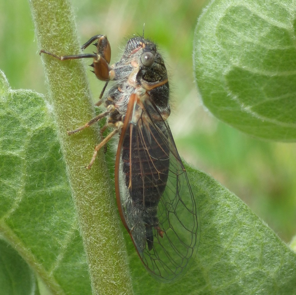 Wing-tapping Cicadas from Spokane County, WA, USA on April 29, 2021 at ...