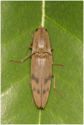 Monocrepidius leucophaeatus · iNaturalist