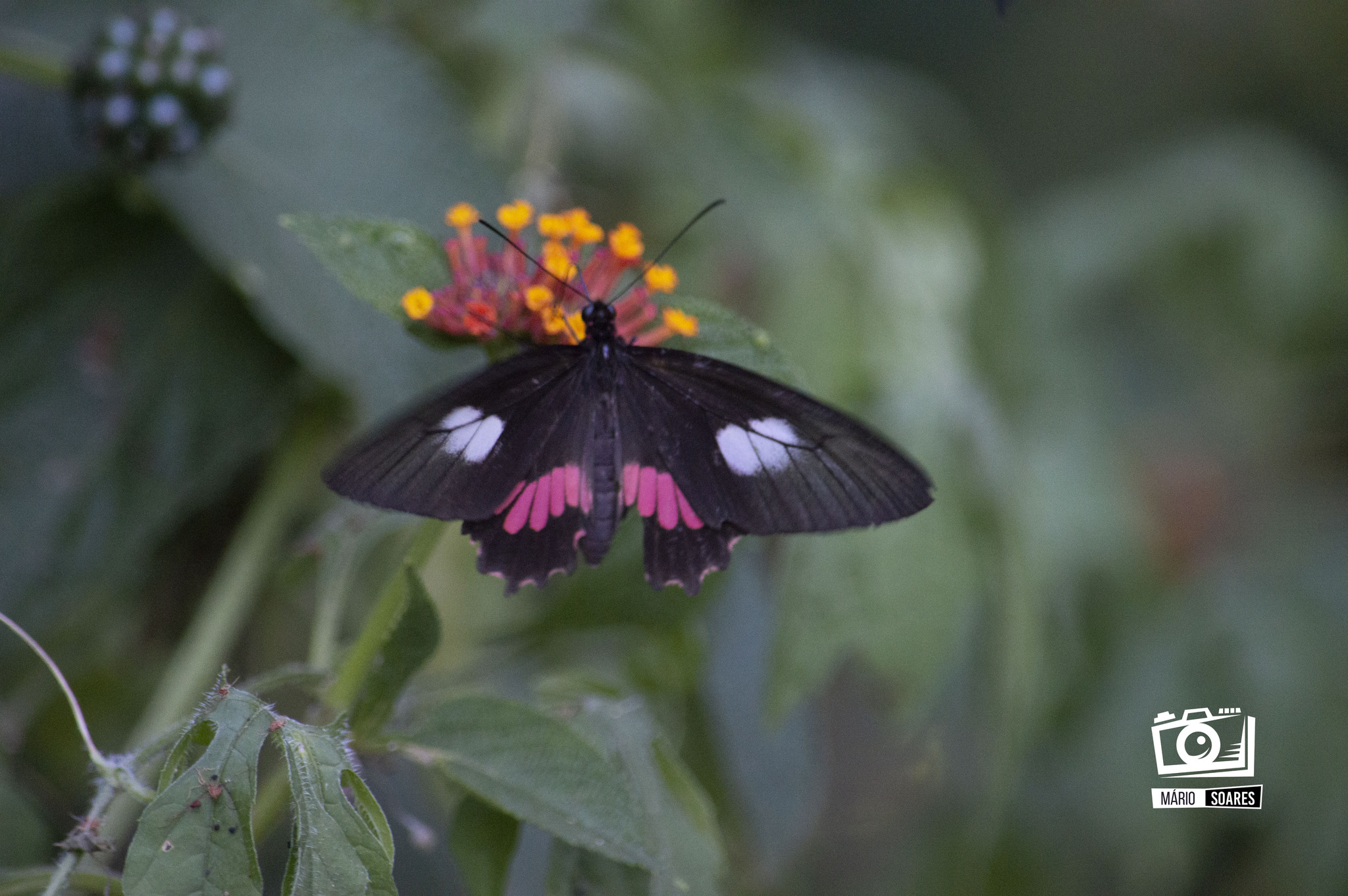 Parides neophilus (Geyer, 1837)