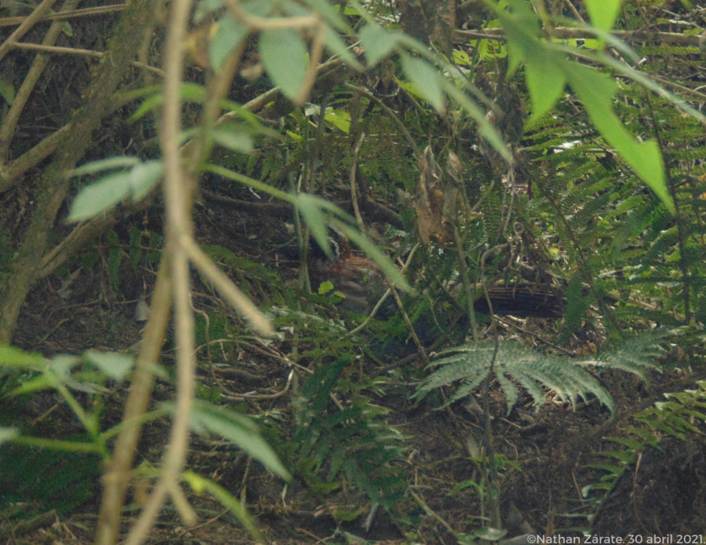 Long-tailed Wood-Partridge from Cd. de México, México on April 30, 2021 ...