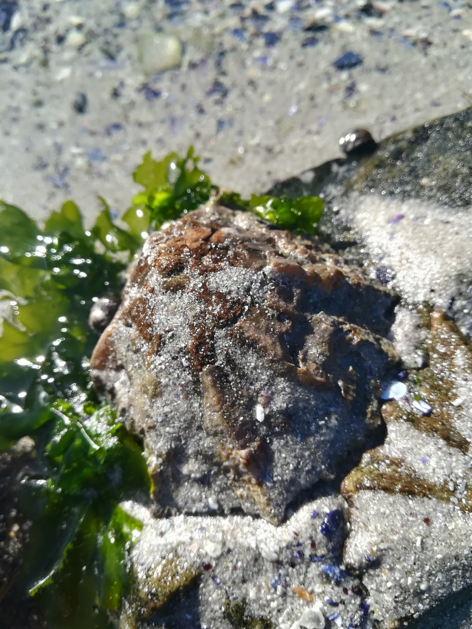 Cymbula oculus (Born, 1778)