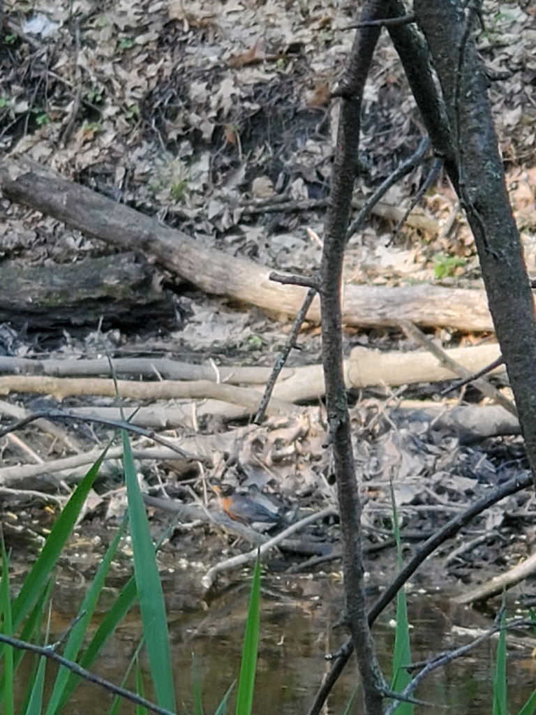American Robin from Rockford, IL, USA on April 30, 2021 at 07:20 AM by ...