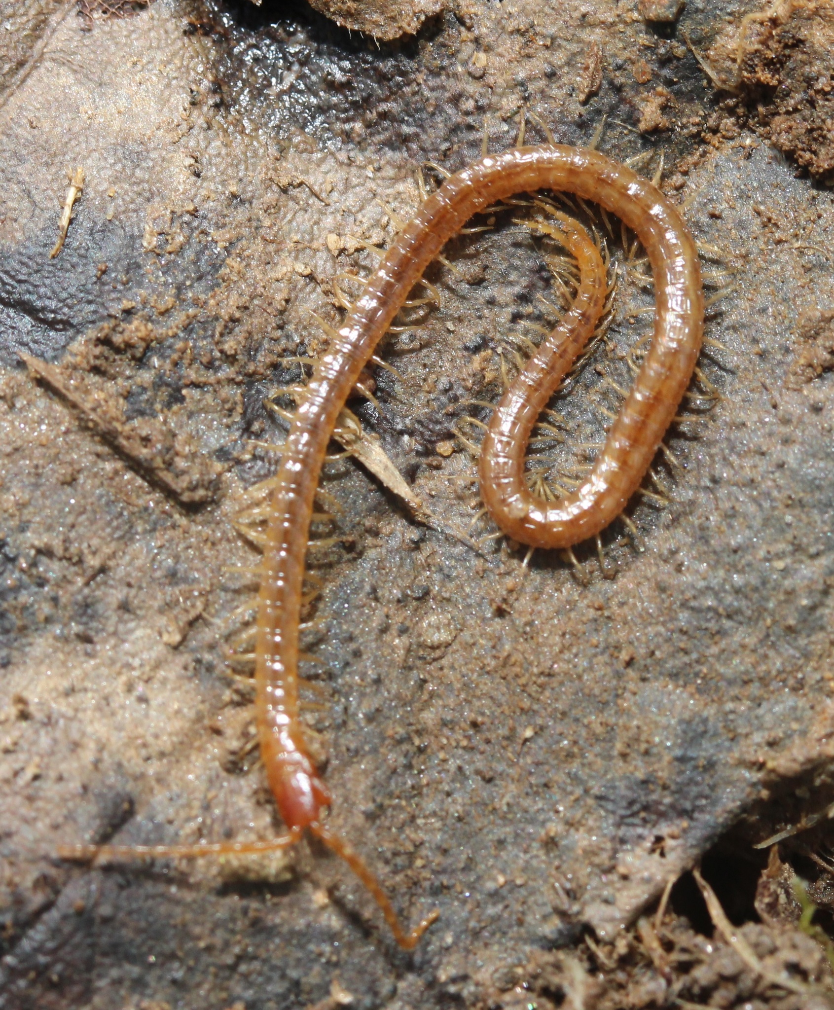 Geophilus vittatus Rafinesque, 1820