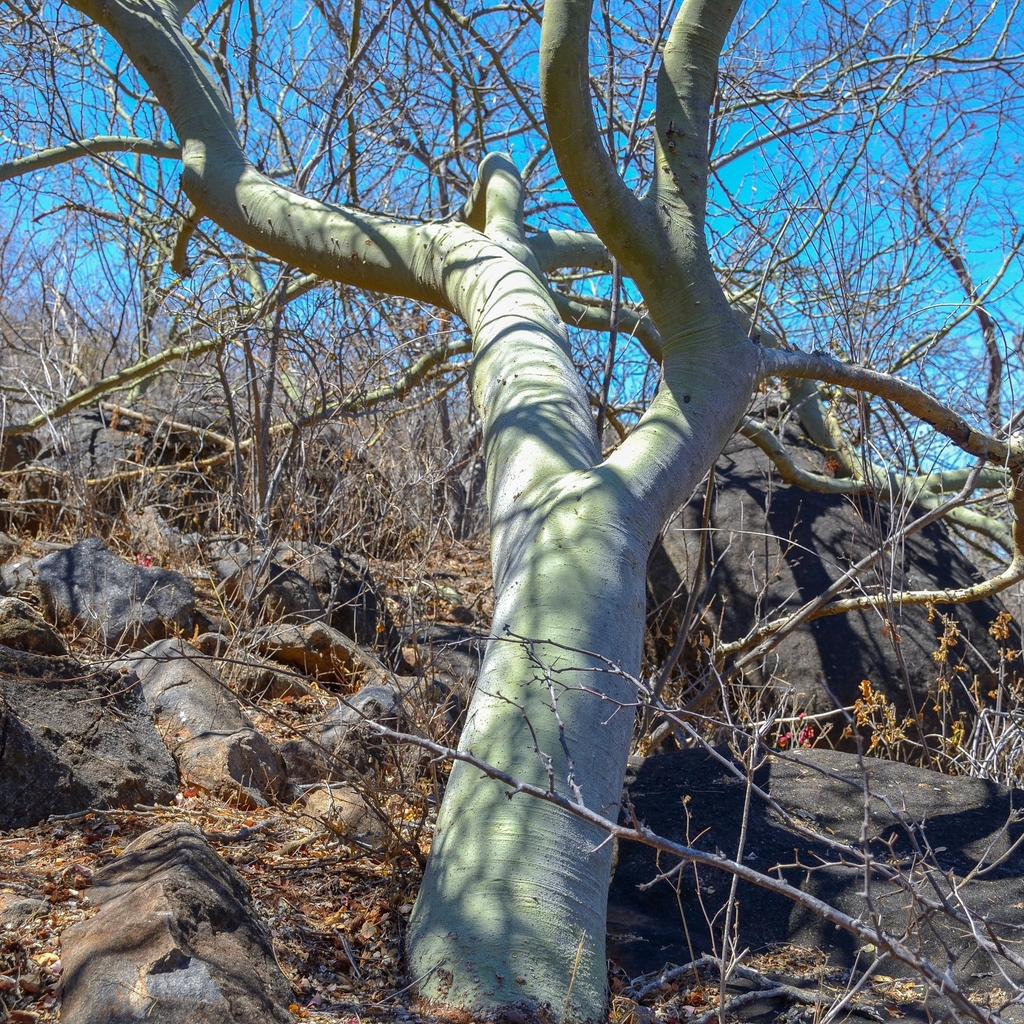 palo brea from La Paz, B.C.S., México on March 14, 2021 at 12:58 PM by ...