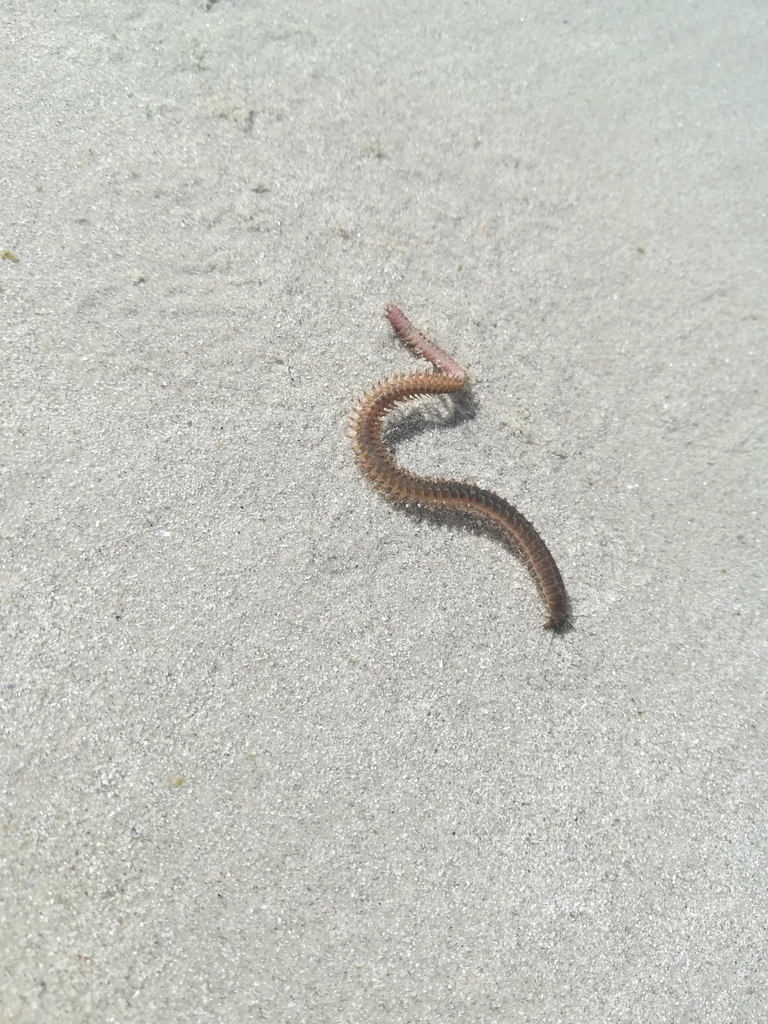 Cape Mussel Worm from South Africa on April 30, 2021 at 10:42 AM by ...