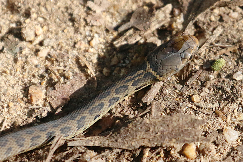 Rough-scaled Snake from Main Range NP (Goomburra Section)--Dalrymple ...