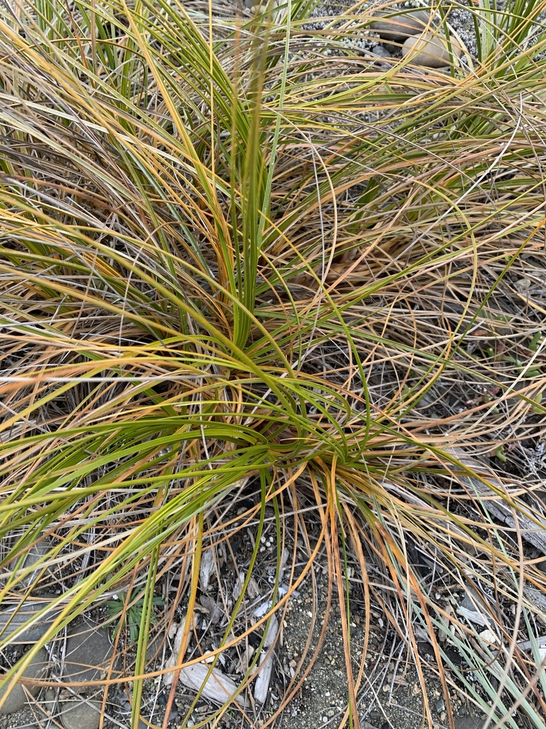 Pingao from Wellington, NZ-WG, NZ on May 1, 2021 at 08:44 AM by jwhite ...