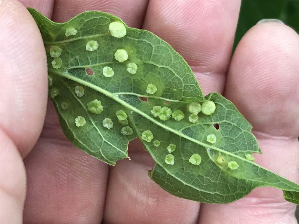 Hackberry Star Gall Psyllid from Vilas Rd, Holland, TX, US on April 30 ...