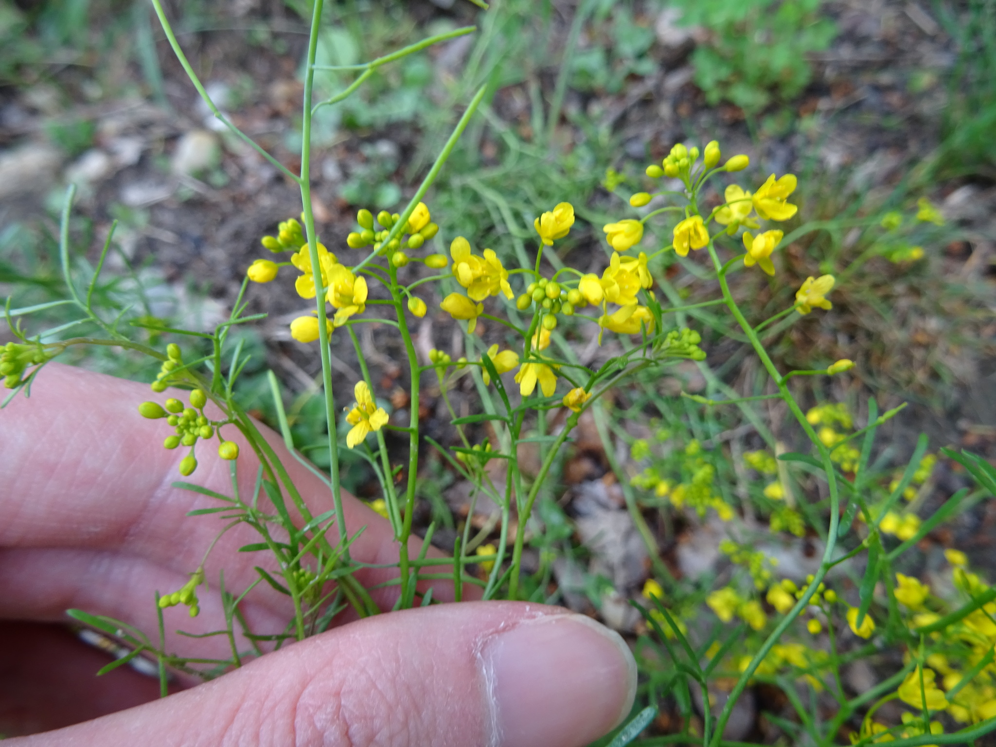 Rorippa pyrenaica (L.) Rchb.
