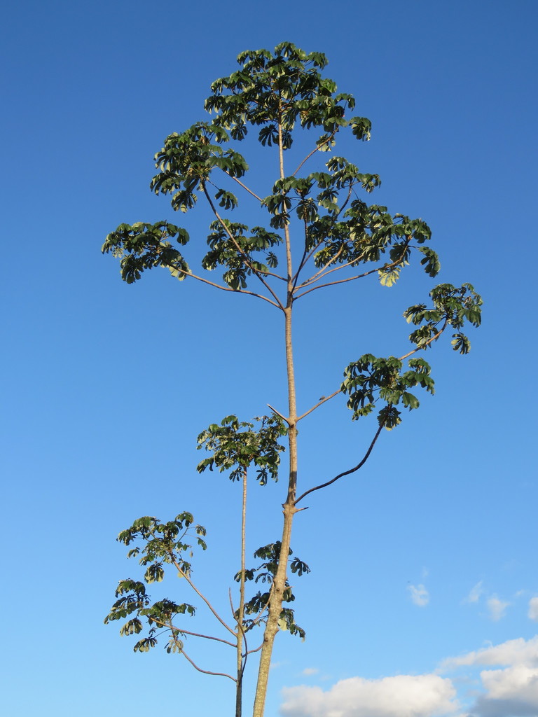 (Cecropia concolor) - Botanical Realm