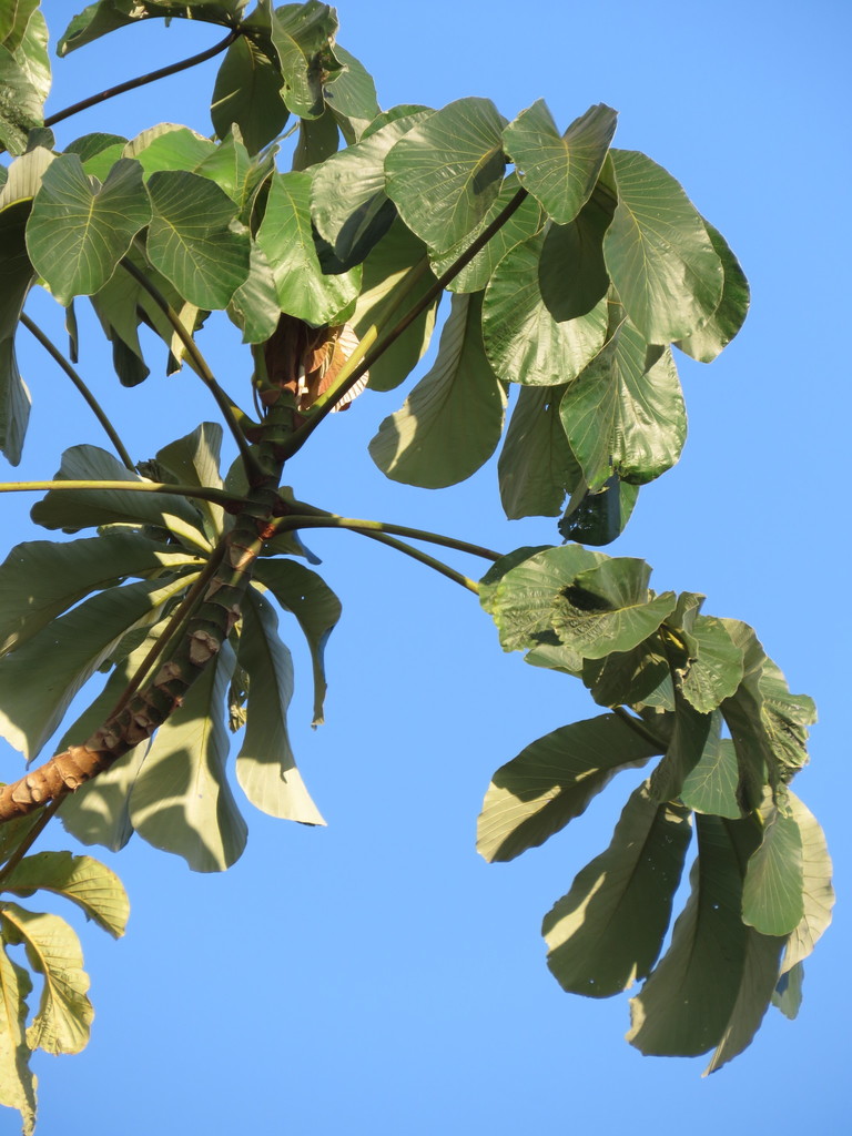 (Cecropia concolor) - Botanical Realm